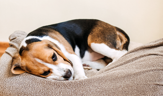 A Review and Update on Canine Parvovirus - Merck Animal Health USA