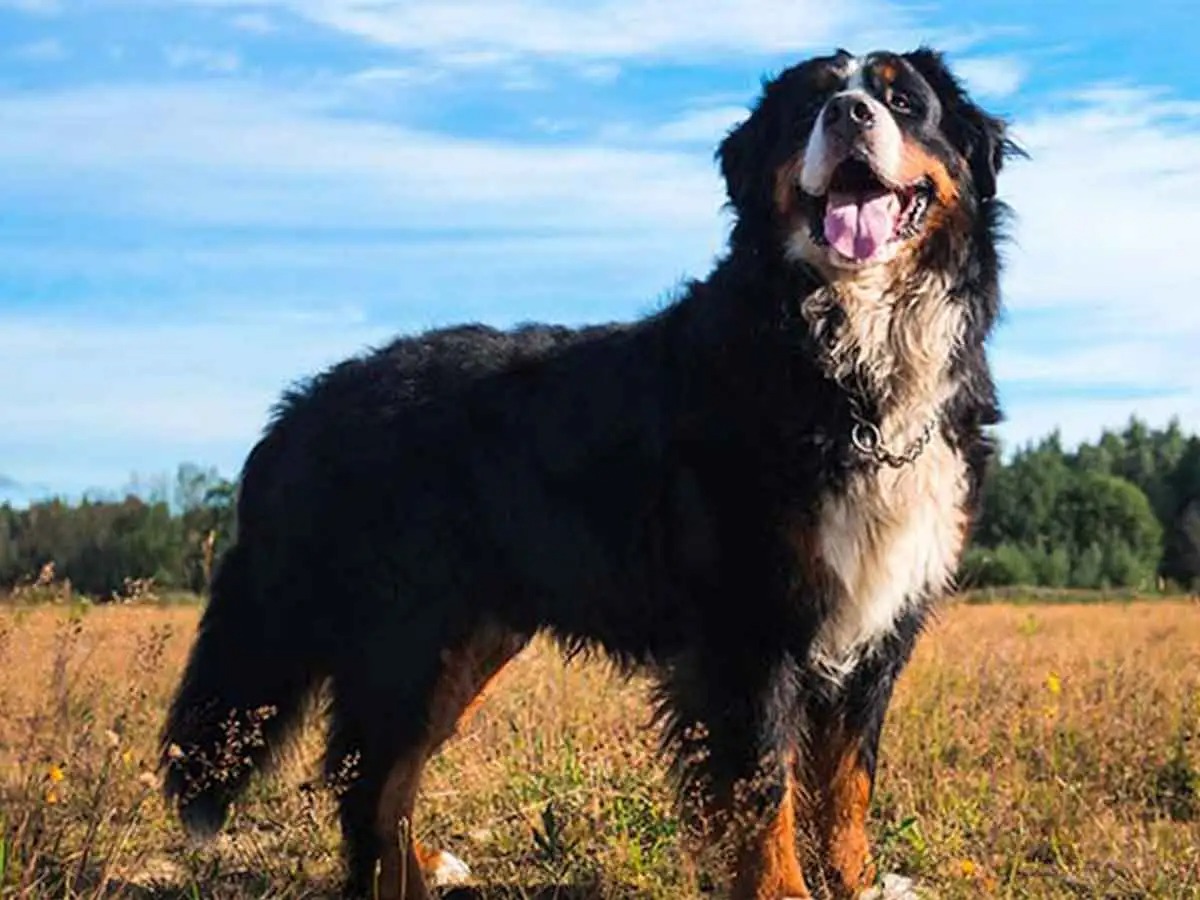 Breeds of dogs that need the most exercise - Merck Animal Health USA