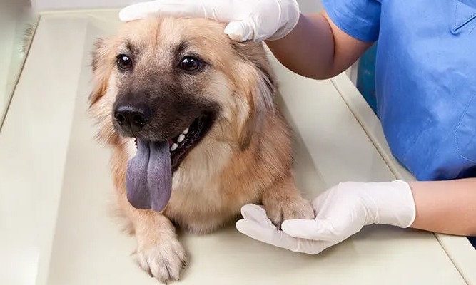 Urine Testing for Dogs - Merck Animal Health USA