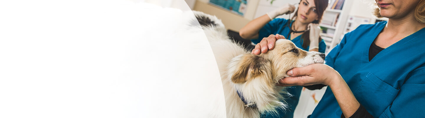 Managing Diabetes Complicated by Ketoacidosis - Merck Animal Health USA