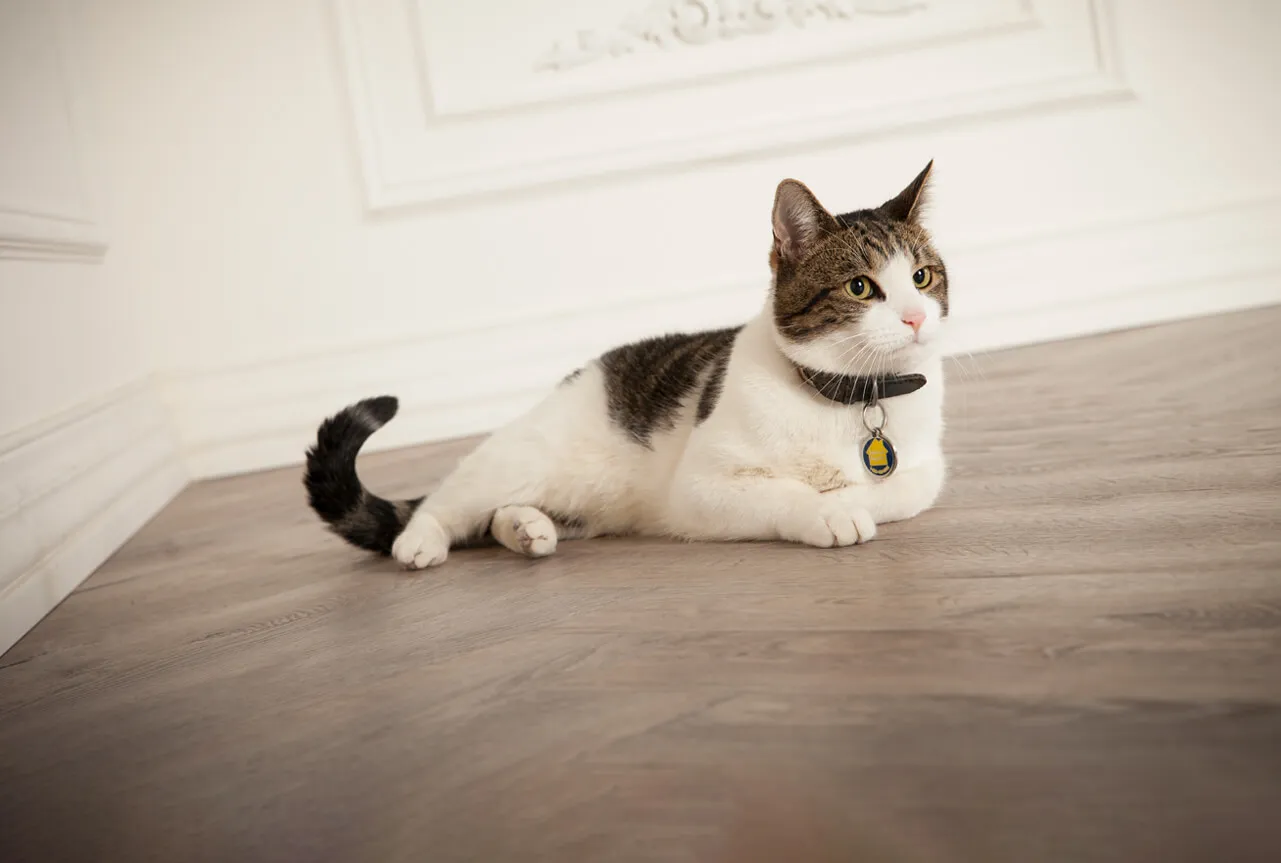 Diabetes Emergencies & Your Cats - Merck Animal Health USA