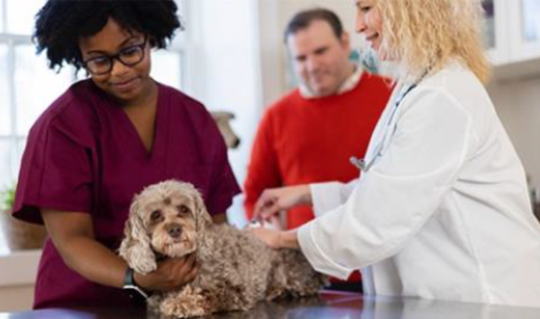 Insulin Therapy and Troubleshooting in Dogs - Merck Animal Health USA