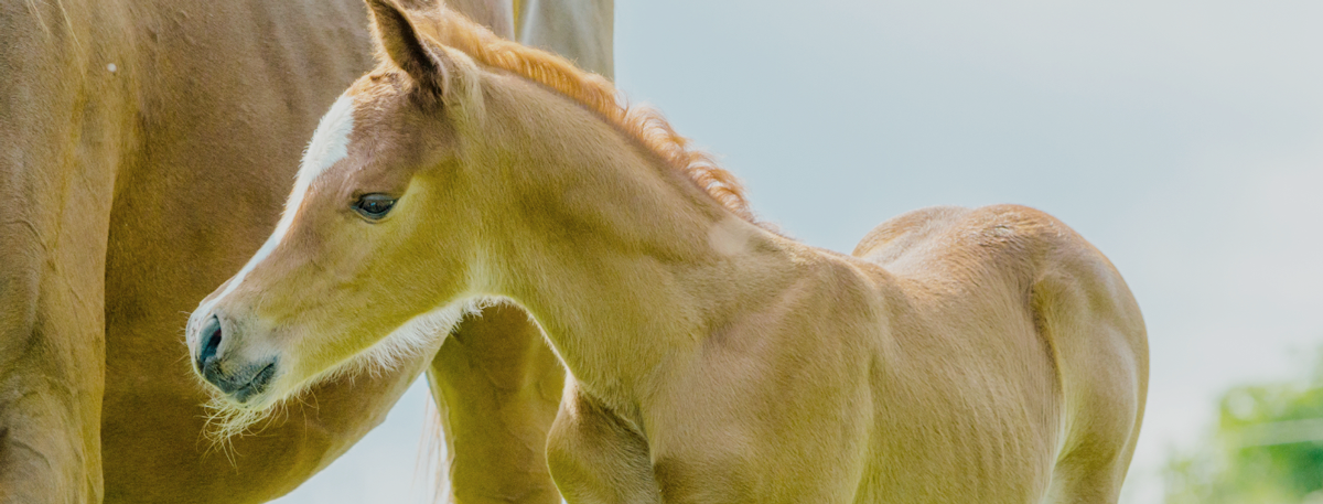 Foal Vaccinations - Merck Animal Health USA