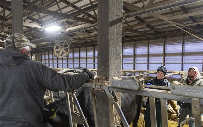 THIS or THAT? With dairy repro, the answer can be both. - Merck Animal ...