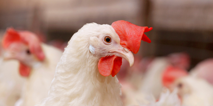 Merck Animal Health Announces an Agreement with Cambridge Technologies ...