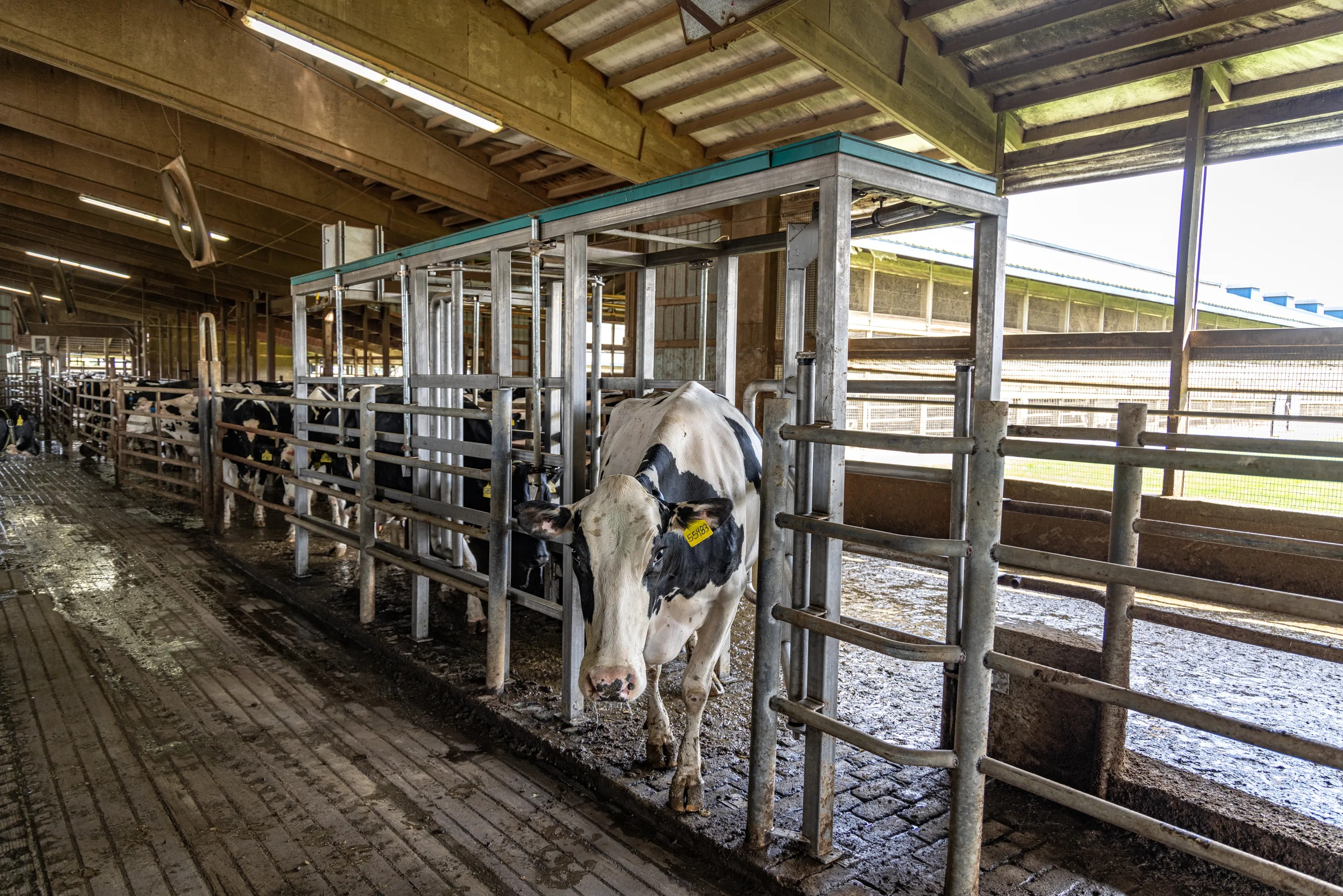 How to Get the Most from Sorting Gates to Optimize Labor and Cow Flow ...