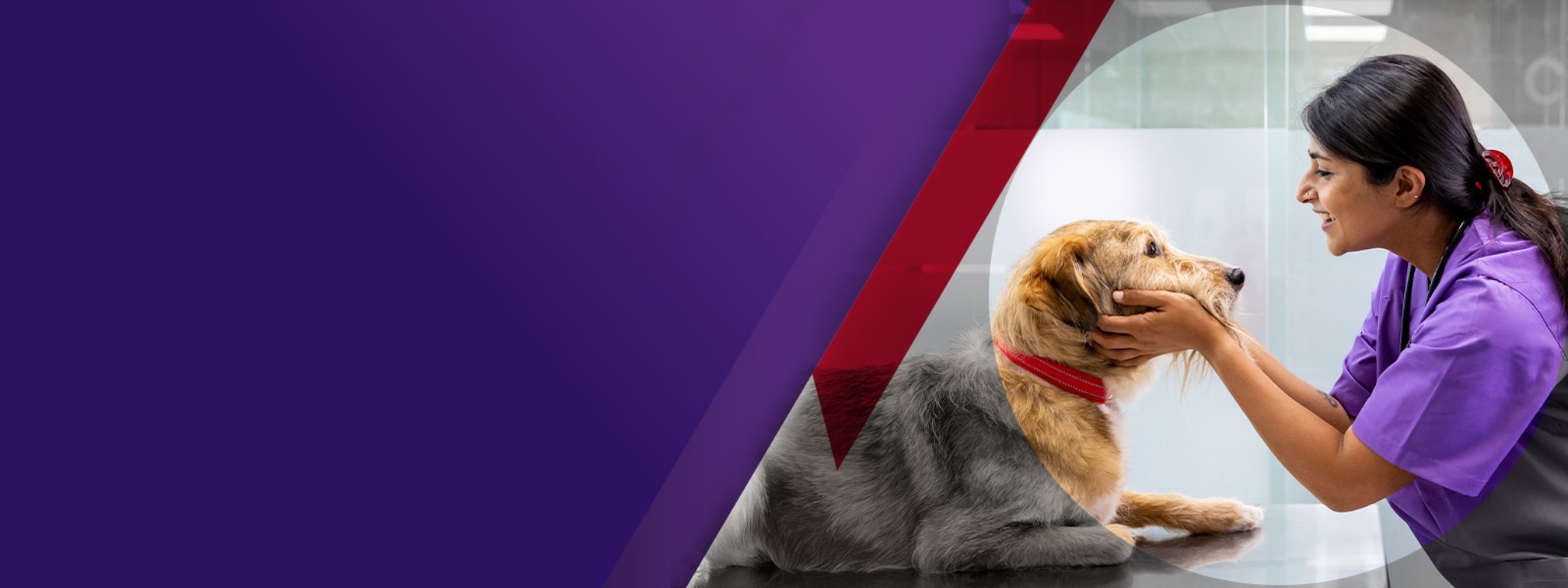 Bravecto - Merck Animal Health USA